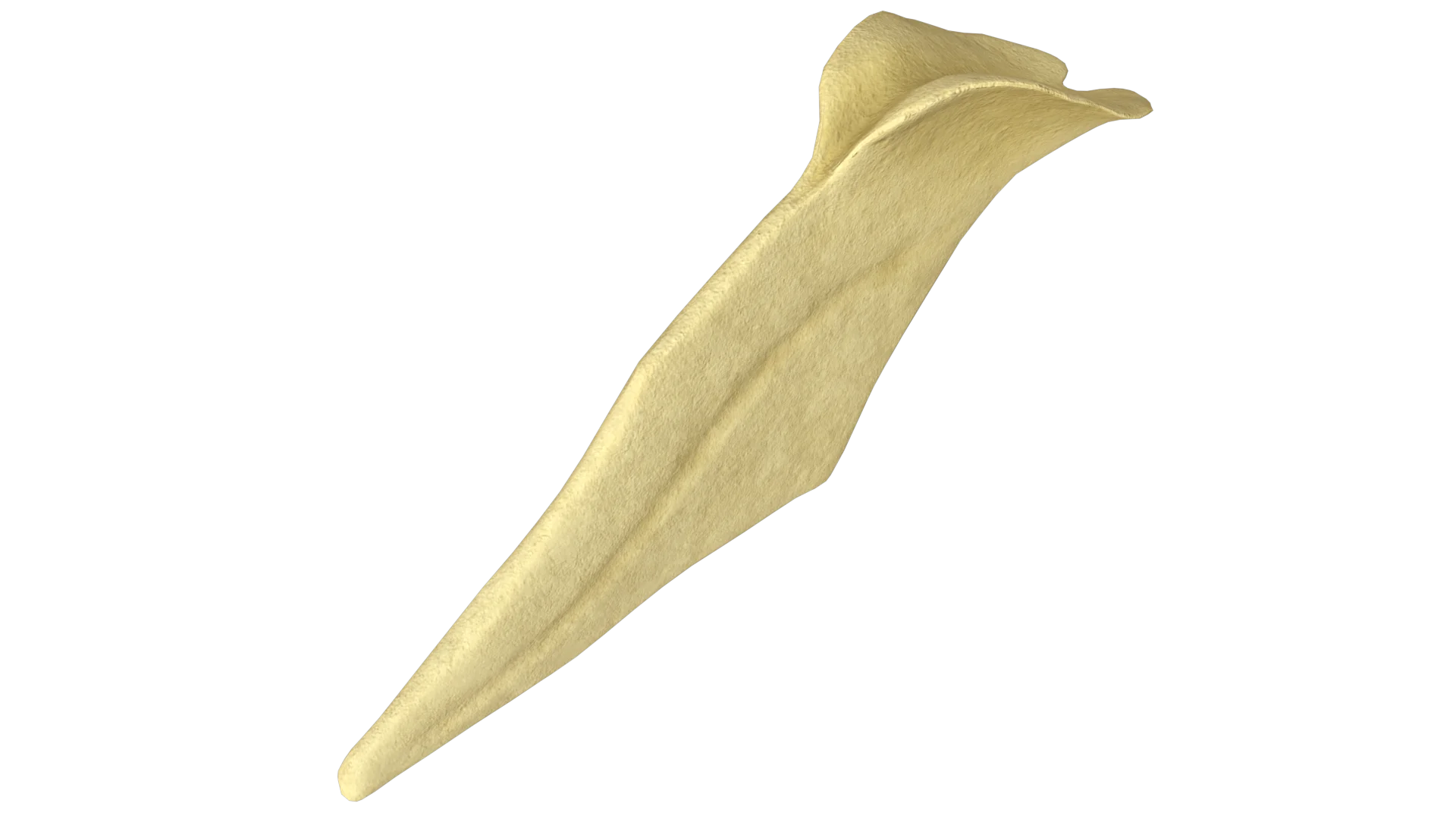 Modèle d'anatomie en 3D du Vomer | VOKA